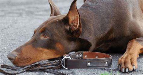 Are All Dobermans Aggressive