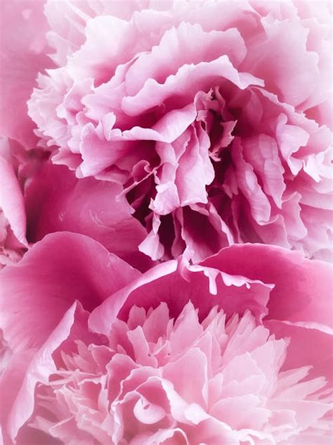 꽃 꽃 사진 꽃이 피는 꽃잎 다채로운 매크로 모란 밝은 분홍색 봄 분홍색 샤크 야크 선명한 섬세한 수직 쐈어 식물 식물군 식물의 어두운 배경