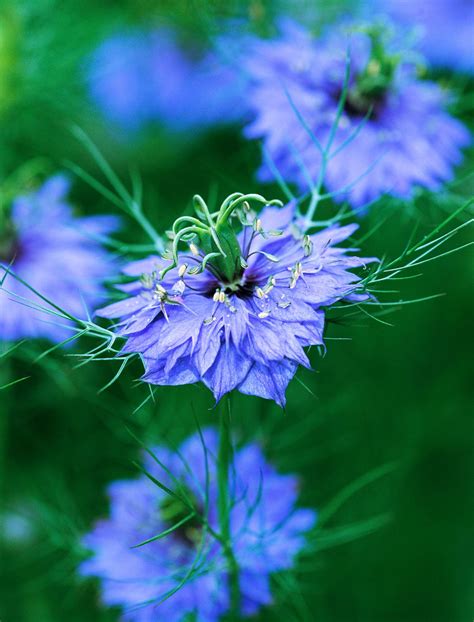Nigella Sativa Flower