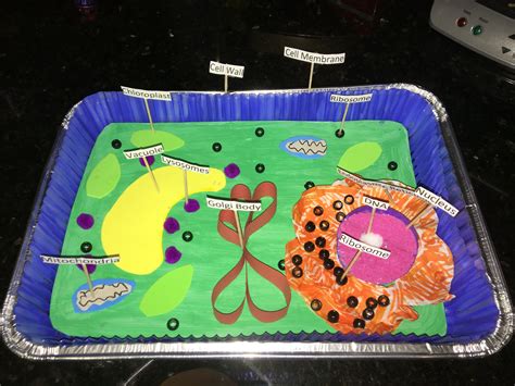 Plant Cell 3d Model Biology Projects Plant Cell Project Cells Project
