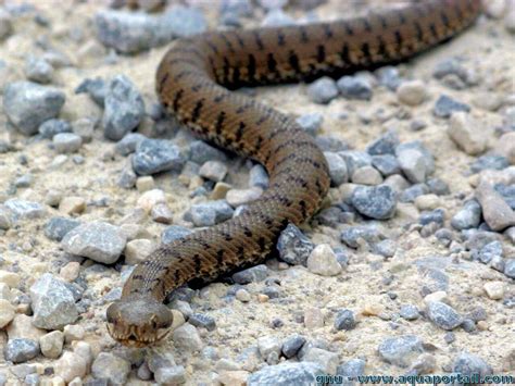 Vipère Définition Et Explications