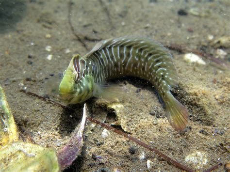 Foraminifera The World Foraminifera Database