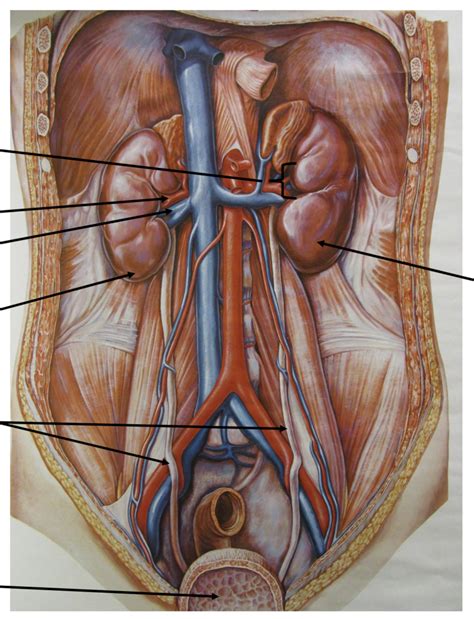 Urinary System Wall Chart Diagram Quizlet