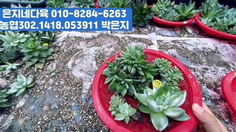 7월19일 다육이 초특가 세일 은지네010 9947 0547 올리브다육 다육이 다육이키우기 다육이물주기 Youtube