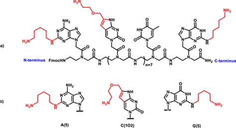 Peptide Nucleic Acids Containing Cationicamino Alkyl Modified Bases