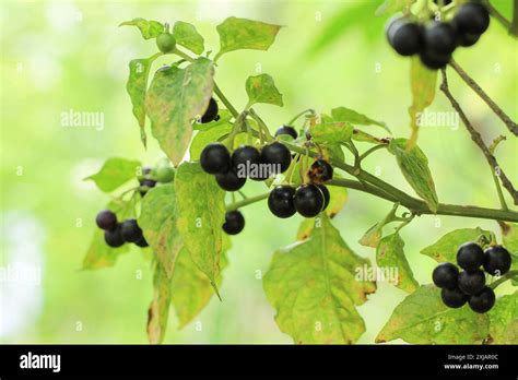 The Black Nightshade Solanum Nigrum Poisonous Weed Ball Shaped