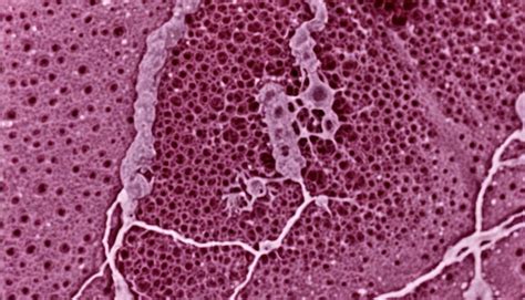 Premium Photo Microscopic View Of A Cell Membrane With Lipid Bilayer And Proteins