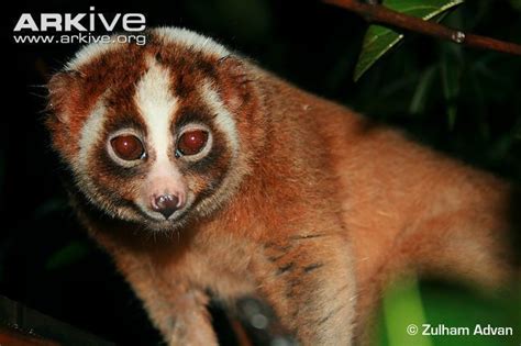 Javan Slow Loris Alchetron The Free Social Encyclopedia