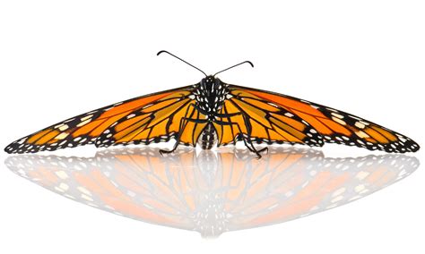 Monarch Butterflies Migration Is Part Relay Race Part Obstacle Course