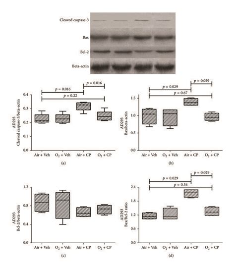 Western Blot Analysis Of The Caspase 3 Protein Activation Bax Bcl 2