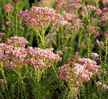 Ozothamnus From Multiple Nurseries On Plant Lust