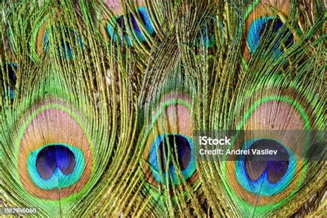 Foto De Penas Da Cauda Do Pavão Penas Coloridas Na Cauda Com Olho