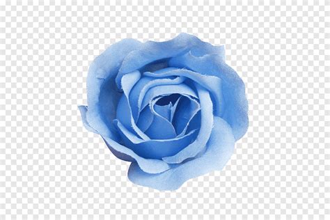 파란 장미 꽃 그림 블루 로즈 비치 로즈 Centifolia 장미 블루 로즈 푸른 색깔 Png Pngegg