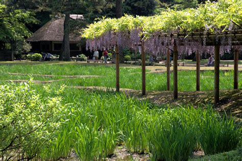 小石川後楽園の藤開花 東京人の東京観光2021