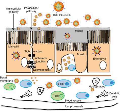 Schematic Representation Of The Transport Of Drug Loaded Polymeric Download Scientific Diagram