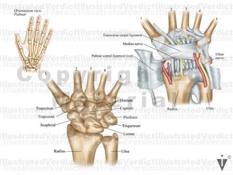 Anatomy Of Right Hand