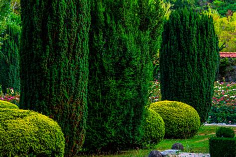 Cyprys W Ogrodzie Gatunki Odmiany Uprawa Pielęgnacja Cyprysów