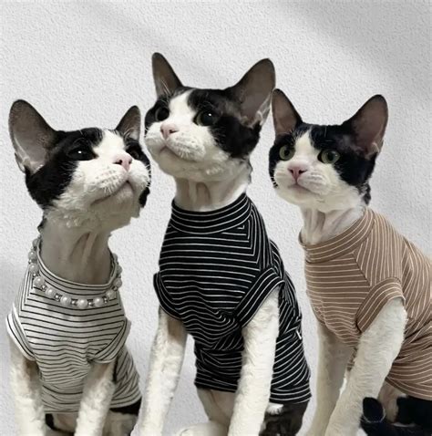 Breathable Stripes Tank Tops For Cats · Yeswarmg