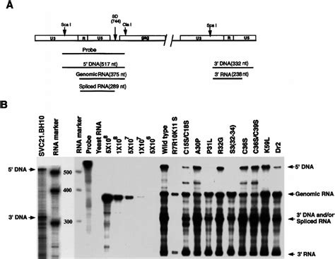 Rpa Used To Determine The Amount Of Full Length Genomic Rna Present In