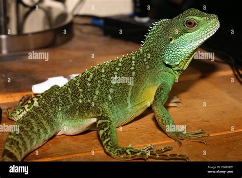 Water Dragon Chinese At Charlott Leff Blog