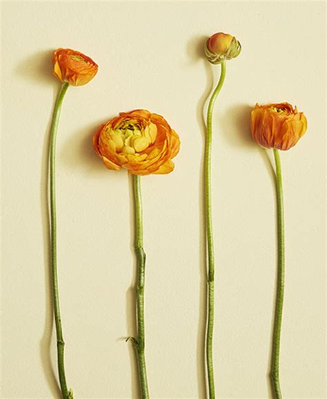 Ranunculus Flower Facts Petal Talk