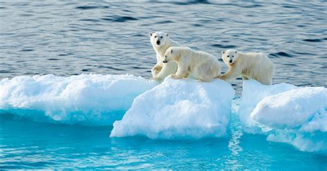 [지금은 기후위기] 위기에 처한 탄소 저장소 툰드라
