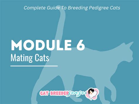 Complete Guide To Breeding Pedigree Cats