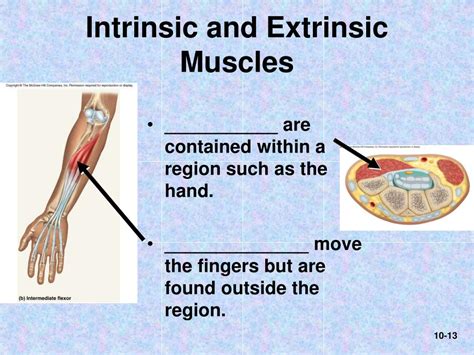 What Are Intrinsic And Extrinsic Muscles