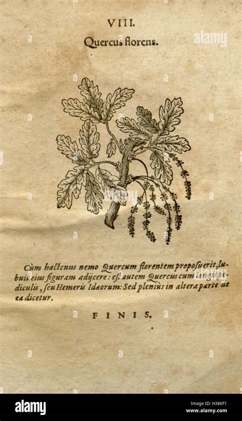 This Botanical Work Presents An Enumeration Of Plants Described In Herbariums From The 17th