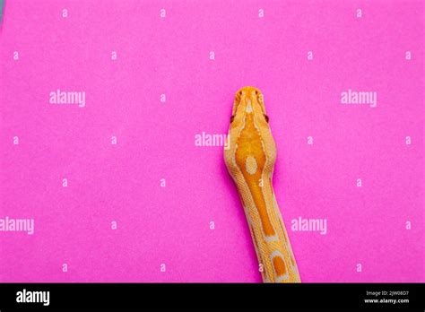 Python Molurus Bivitattus Est Lune Des Plus Grandes Espèces De Serpents Il Est Originaire D