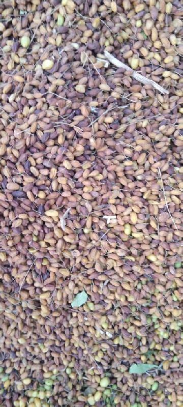 Organic Nimboli Neem Fruits Style Dried At Rs 18 Kg In Pauri