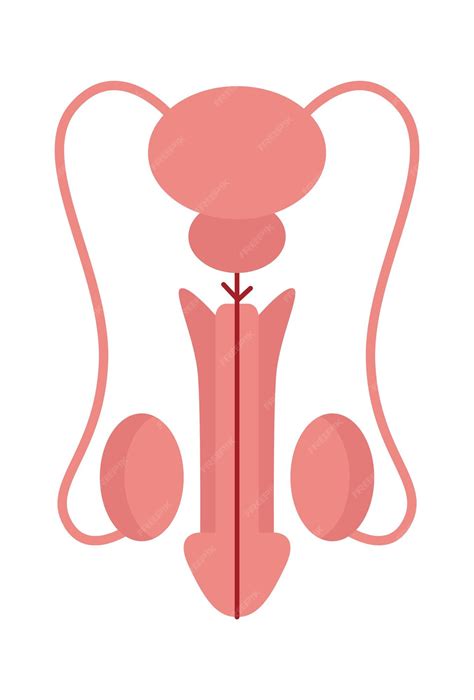 남성 생식 기관 벡터 일러스트 레이 션 프리미엄 벡터