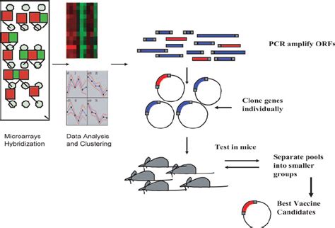 Microarrays And Vaccine Development Gene Lists Generated From Download Scientific Diagram