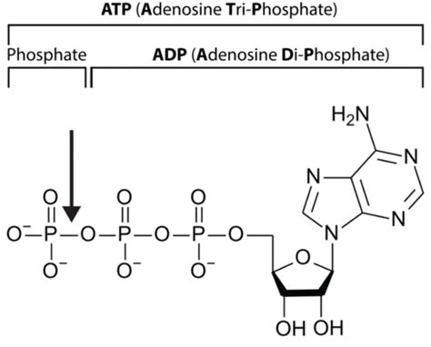 Glucose And ATP Cell Biology