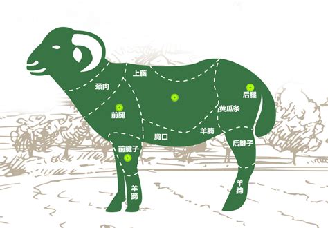 羊肉的功效作用与吃法 知乎