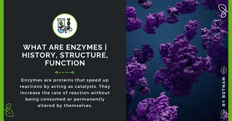 Enzymes Structure Classification And Function Enzyme Essentials