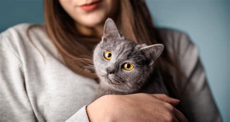 What Colors Do Cats See What To Know About Feline Vision