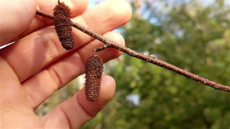 Easy Winter Tree Identification Birch Oak Beech And Maple