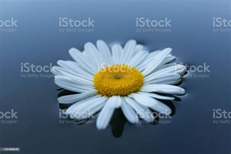어두운 배경에 데이지 카모마일 꽃입니다 복사 공간이 있는 보기 0명에 대한 스톡 사진 및 기타 이미지 0명 계절 꽃 나무