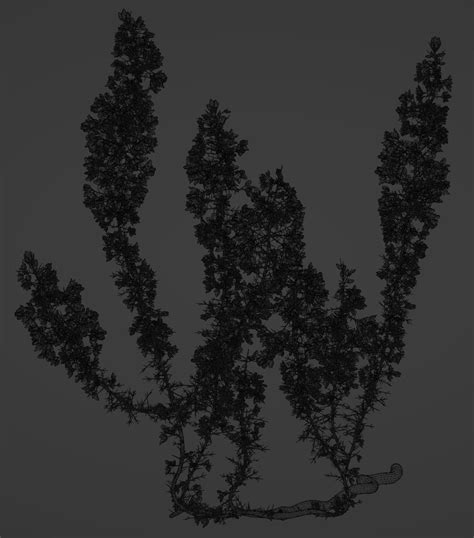 Gorse Plant 3d Model Cgtrader