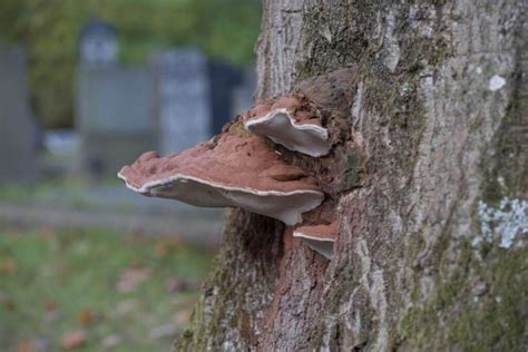 Artists Conk Fungus Habitat Identification And History Mushroom