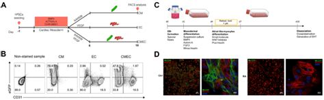 A Three Differentiation Protocols To Induce Cardiomyocytes Cm