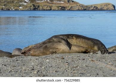 Elephant Seals Having Sex Stock Photo 756229885 Shutterstock