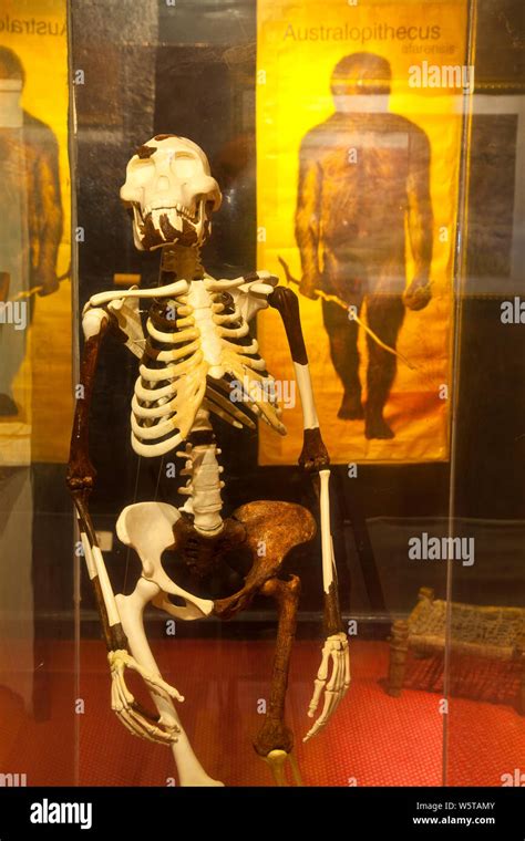 Esqueleto Do Australopithecus Anamensis