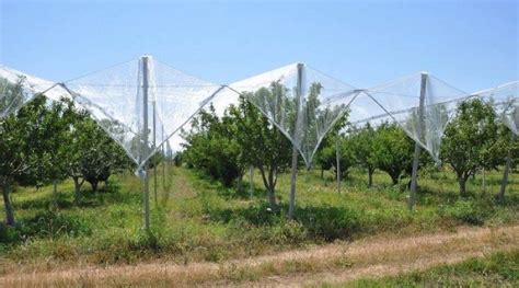 1 ჰექტარ ვენახზე სეტყვის საწინააღმდეგო ბადის დამონტაჟება 12 14 ათასი ლარი ჯდება აგრობადე