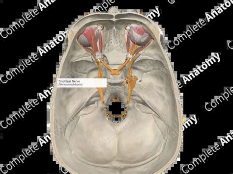 Trochlear Nerve Complete Anatomy