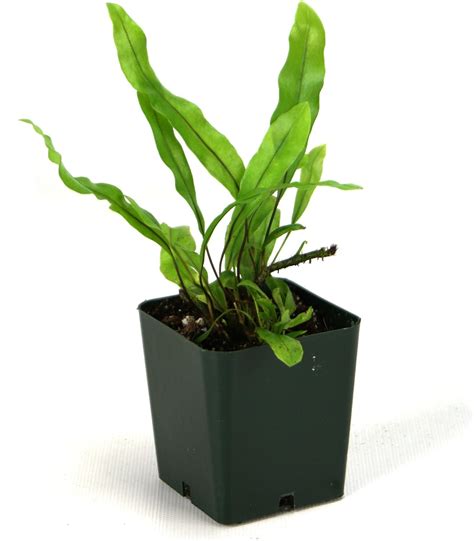 Microsorum Scolopendrium Wart Kangaroo Fern Plants Patio Lawn And Garden