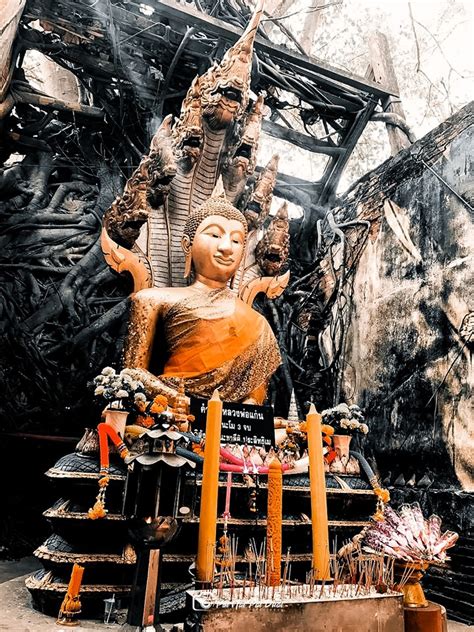 ไปไหนไปด้วย วัดสังกระต่าย วัดสวย อ่างทอง มหัศจรรย์ต้นโพธิ์ล้อมโบสถ์ 400 ปี วัดสังกระต่าย มี