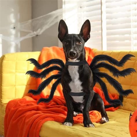 Dog Spider Halloween Costumes