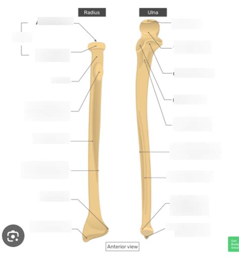 Radius Diagram Quizlet